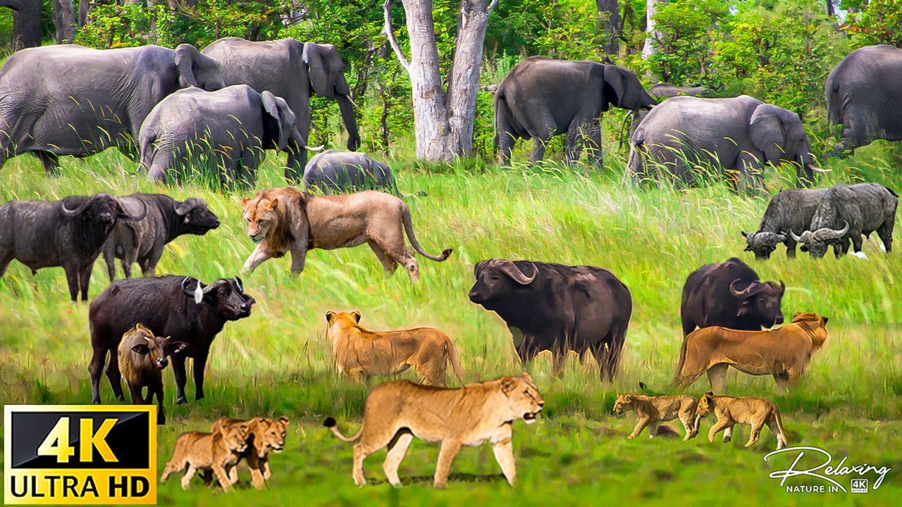4K African Animals: Bwabwata National Park, Namibia - Scenic Wildlife ...