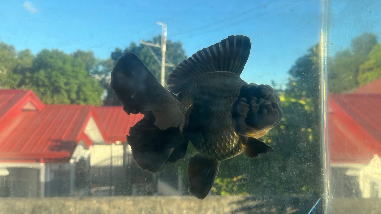 Black Thai Oranda Grooming Progress - YouTube