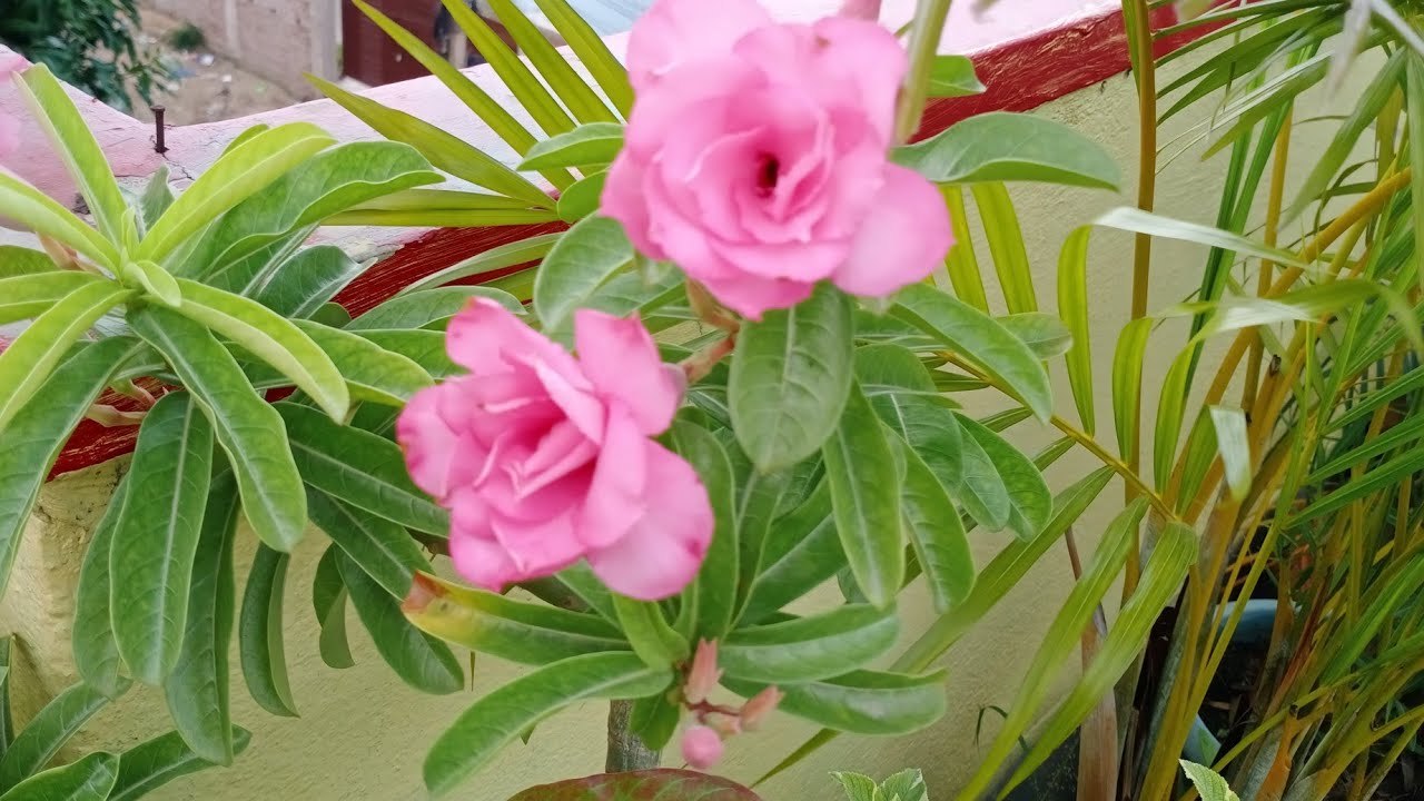 Sunday Garden overview, Chhoti si flowers garden @ Archie Gardening ...
