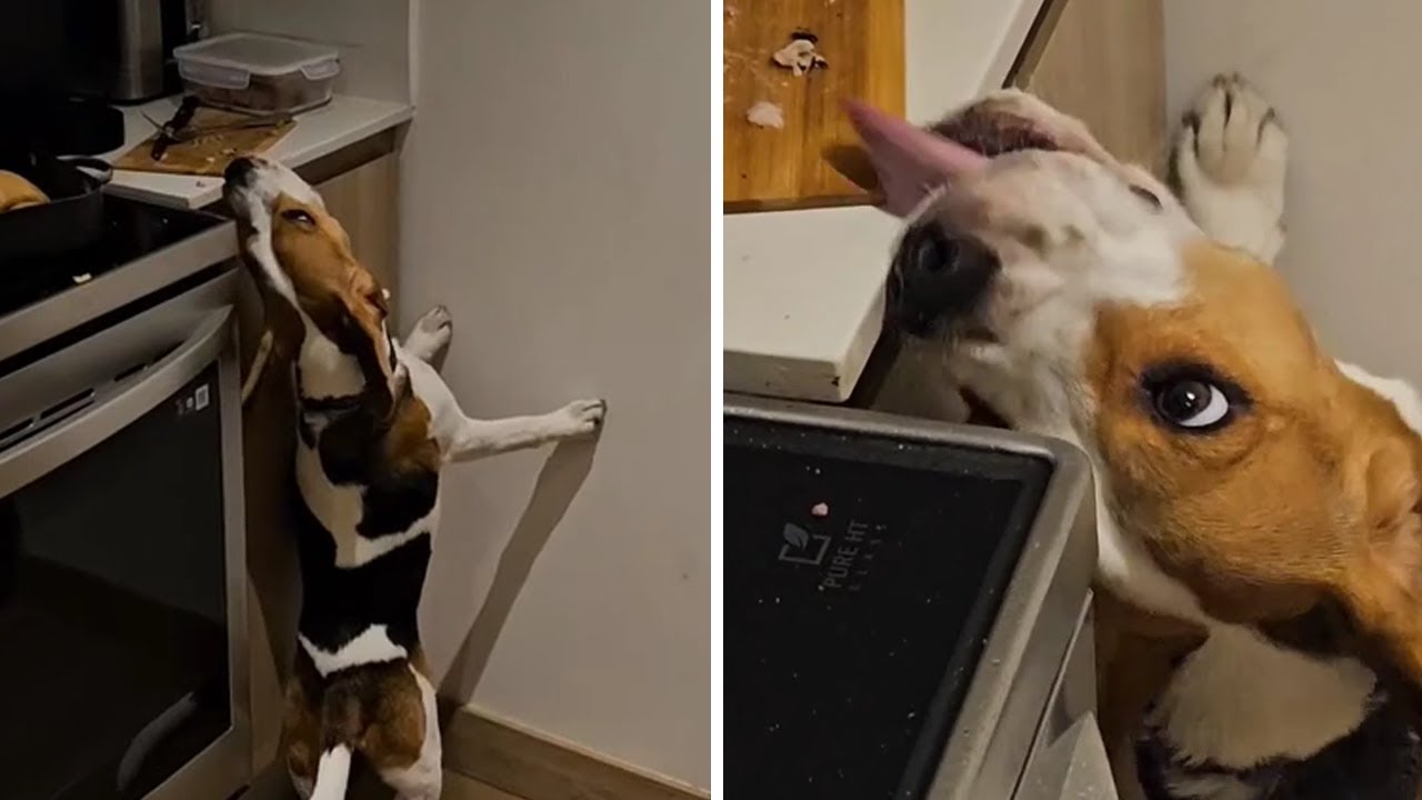 Sneaky Beagle hilariously steals food from the counter #shorts - YouTube