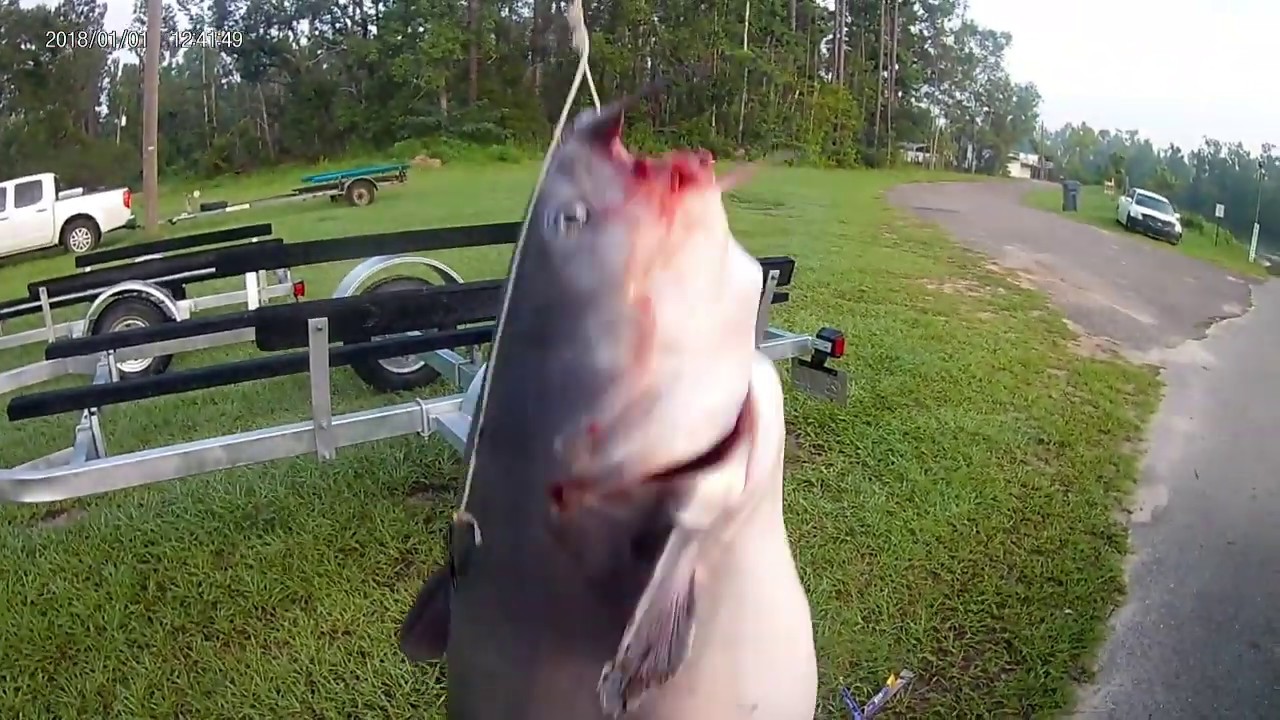 Running Trot Lines on Apalachicola River 6/22/19 - YouTube