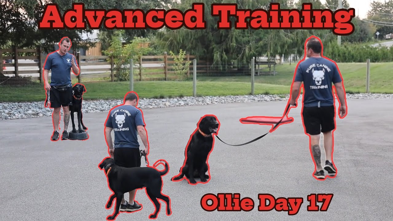 Fully Trained in 14 Days! Advanced Obedience Dog Training - YouTube