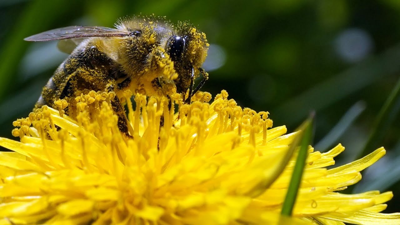 How high pollen count is linked to climate change - YouTube
