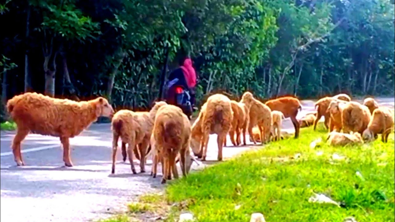 The tame and cute sheep lay down playing, and roaming the streets - YouTube