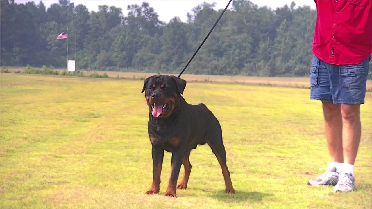 Sam Von Sederhaus Rottweiler training for Schutzhund and Conformation ...