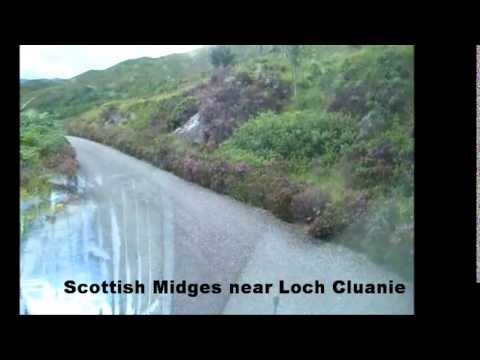 Midges in Scotland - YouTube