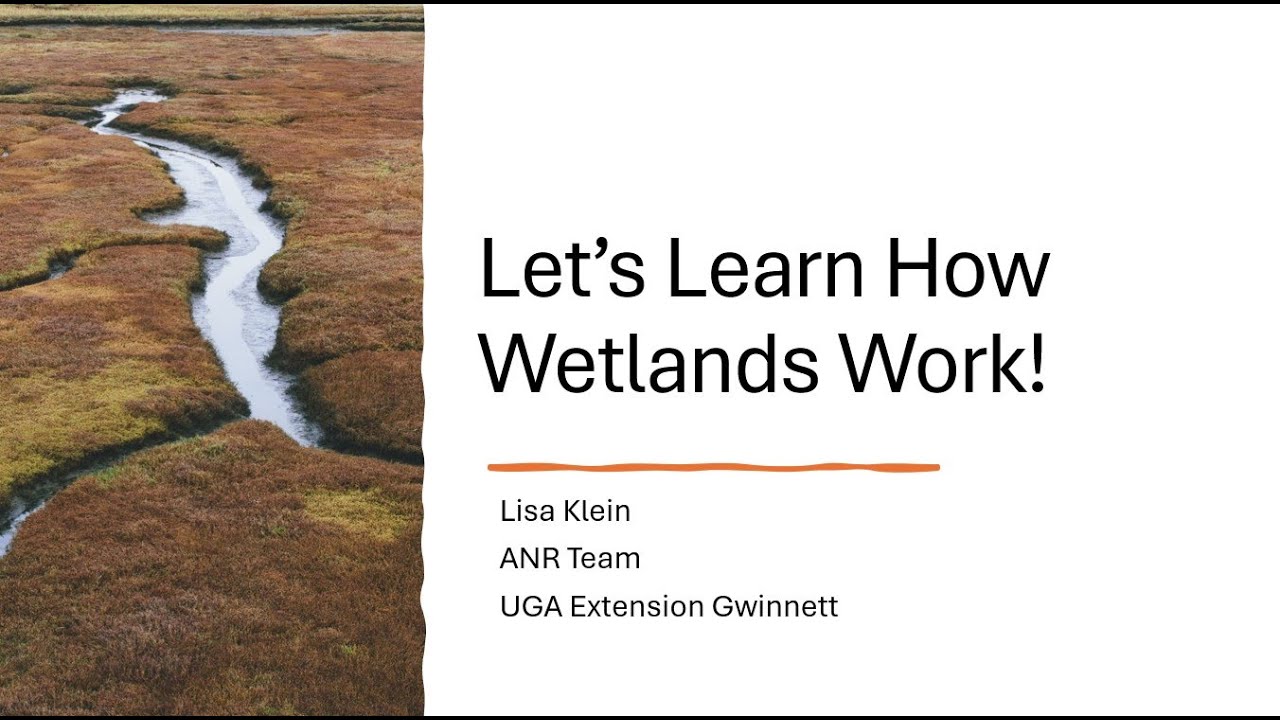 Let’s learn How Wetlands Work! - YouTube