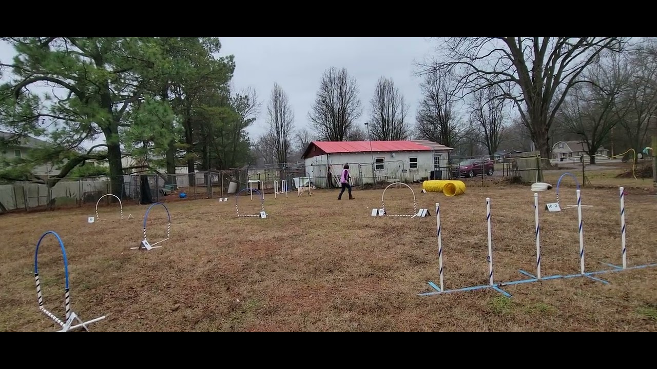 Open skilled veteran handler 12", Weavers:1, Tango (20-02467), Arlene ...