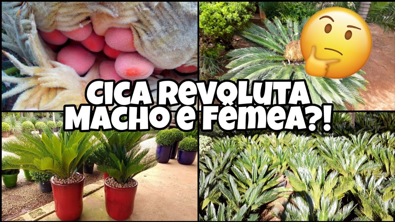 CICA REVOLUTA PLANTA ORNAMENTAL PARA JARDIM - YouTube