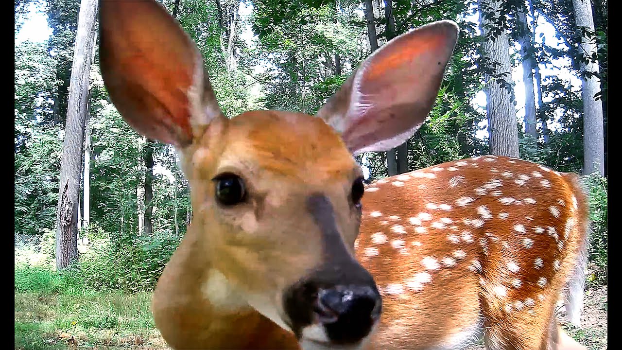 Trail Camera: Fawn Whitetail Deer in the Woods - YouTube