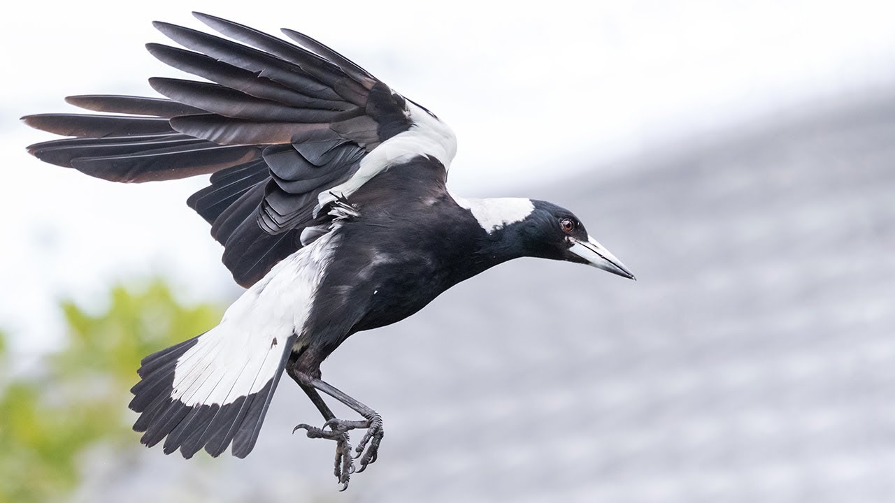 Australian Magpie Swoops Another Magpie Family - YouTube