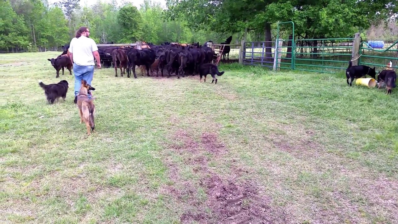 German Shepherds working cattle. - YouTube