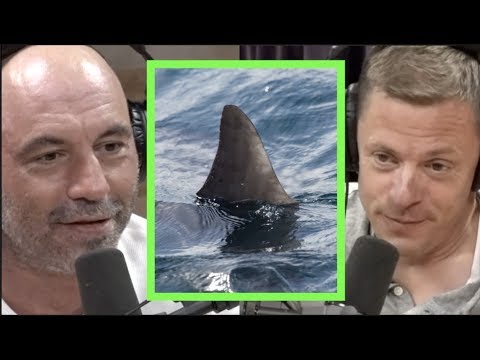 Joe Rogan | Why Shark Fishing is Controversial w/Steve Rinella - YouTube