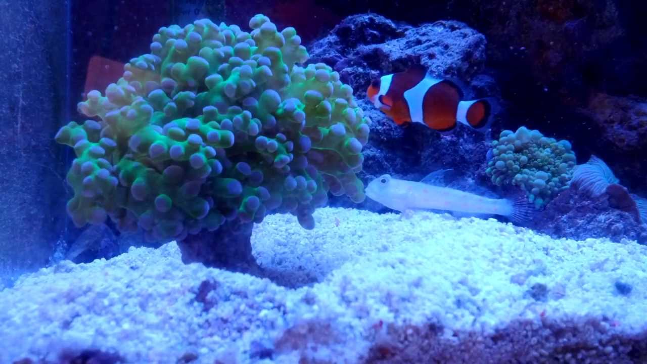 Orange Spot Goby Sand Sifting - YouTube