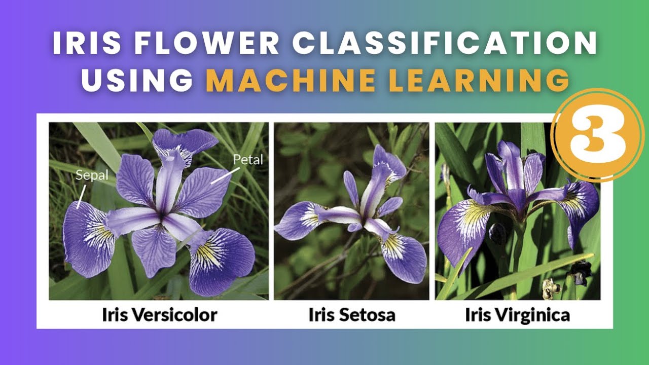 Iris Flower Classification Part 3 Data Science Machine Learning Python 2023 Youtube