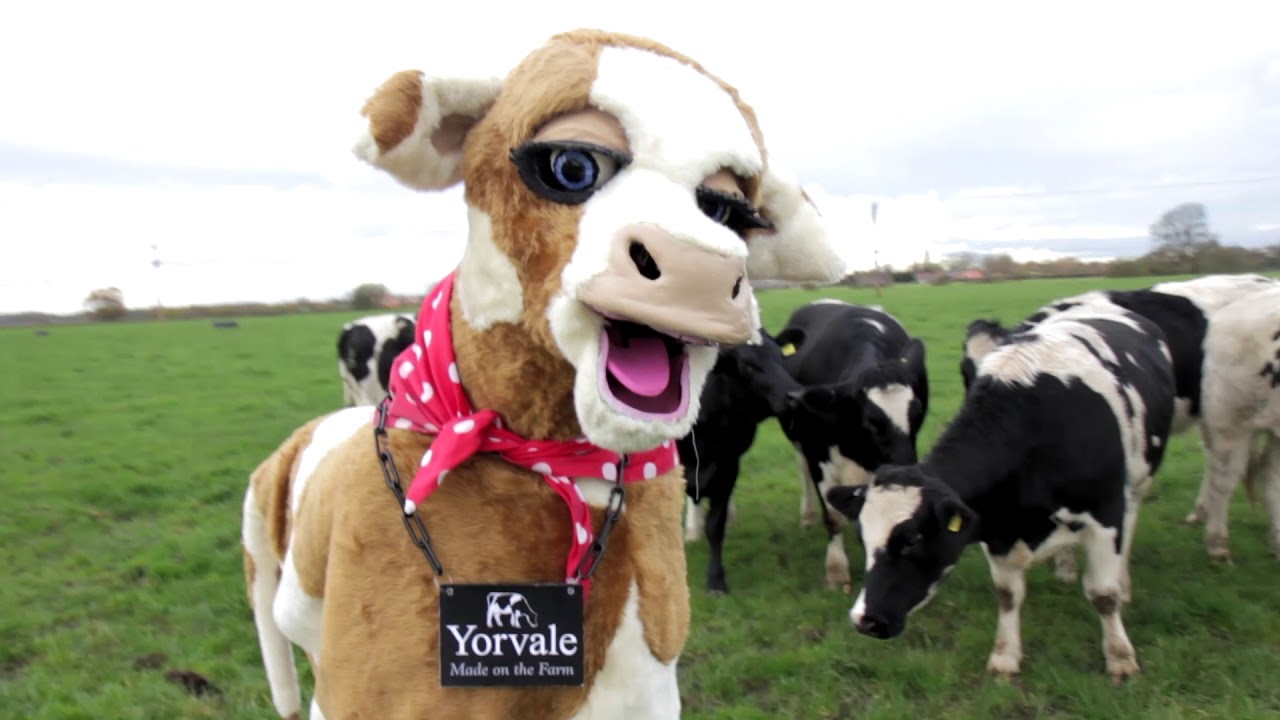 Patricia the Cow visits Yorvale Farm - YouTube