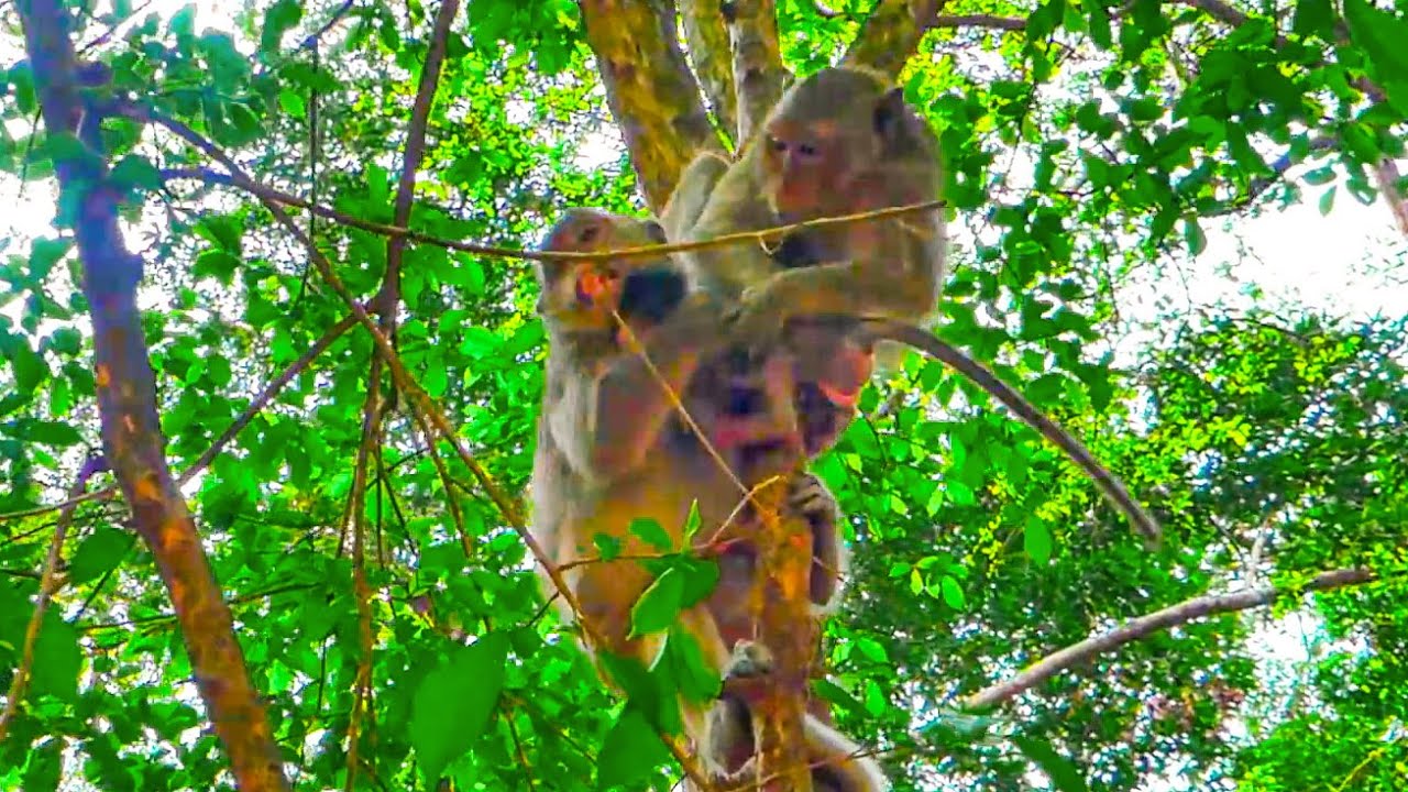 Dakota Monkey grabs Vikki's baby monkey run up a tree. Vikki not happy ...