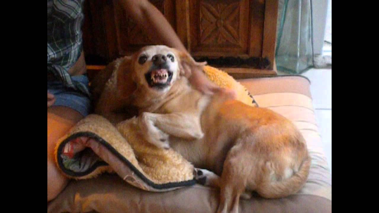 Baby: Crazy Dog - Vicious & Cute - YouTube