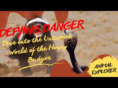 Defying danger: Dive into the Untamed World of the Honey Badger