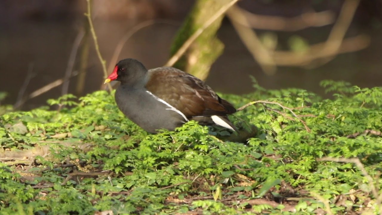 Moorhens Mating on Coundon Wedge - Northbrook Pool 1st March 2020 - YouTube