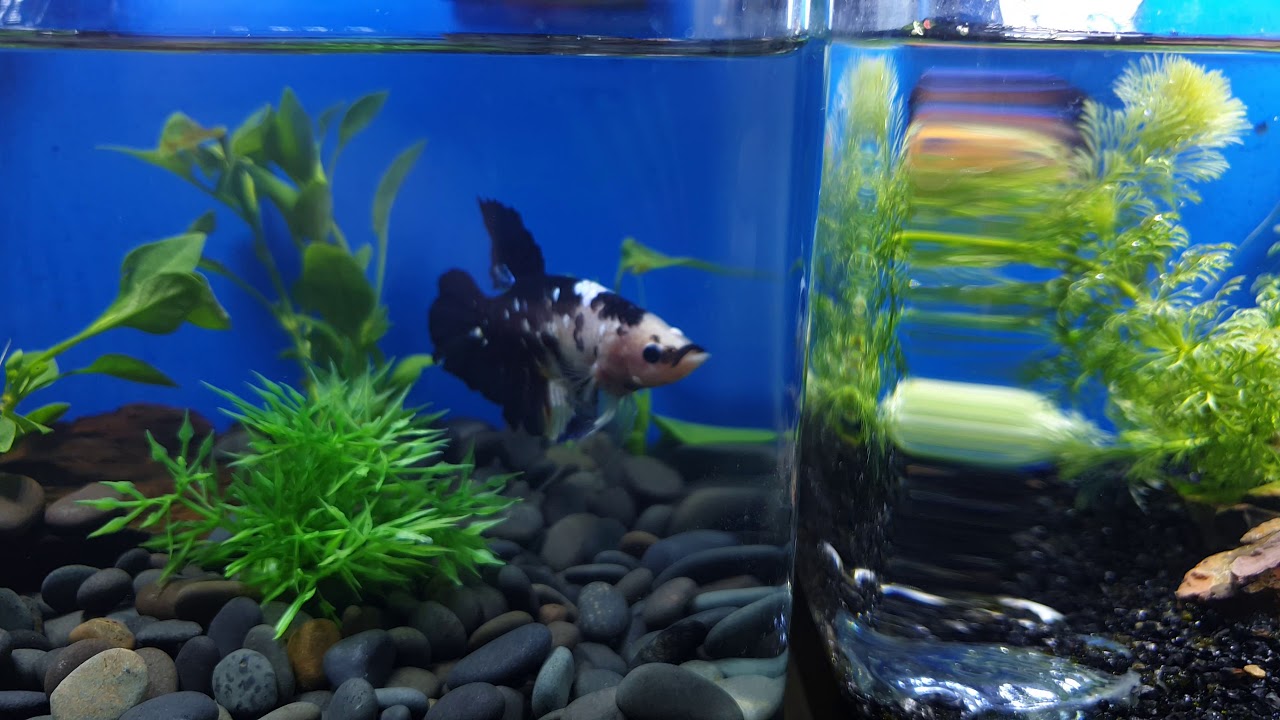 B&S Betta(collection giant) - YouTube