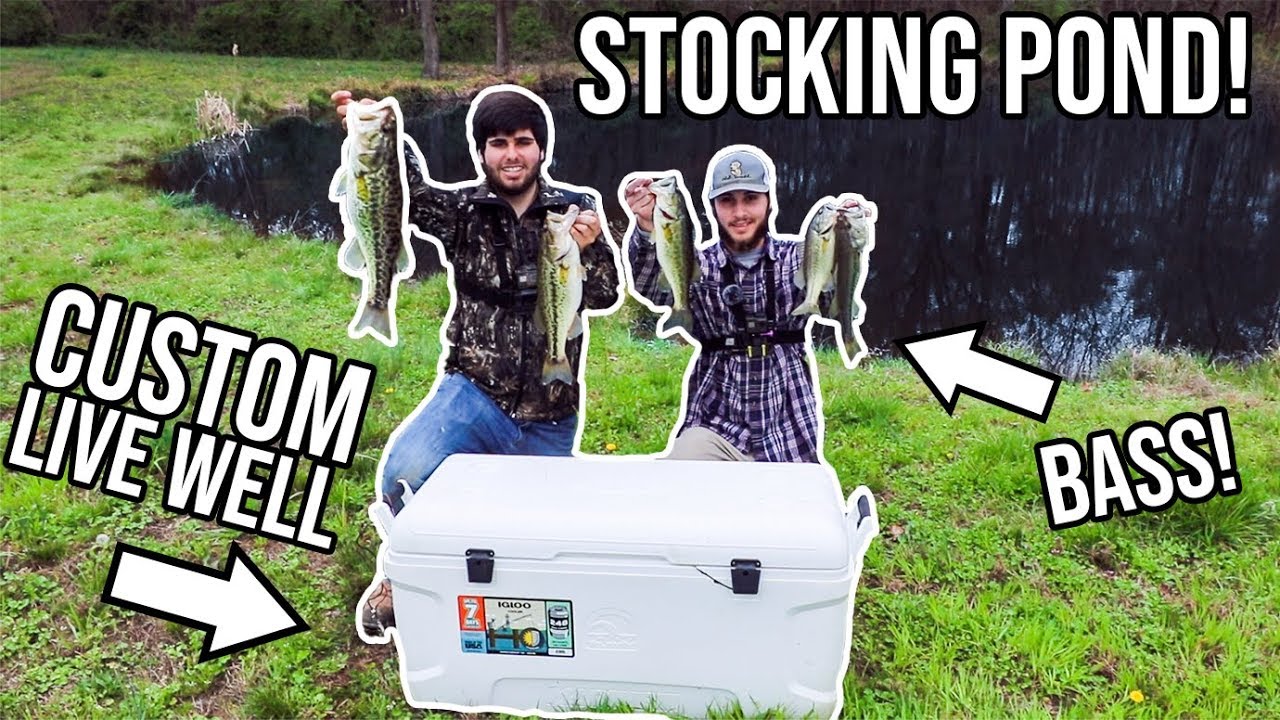 Stocking MY BACKYARD POND with HUGE Bass! - YouTube