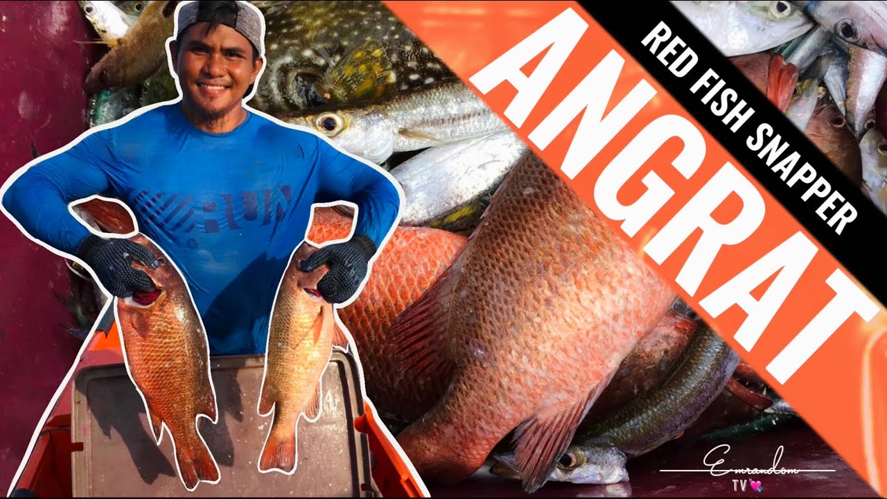 NALIGAW NA ANGRAT SA BAKLAD || RED FISH SNAPPER AT MASSIVE FISH TRAP ...