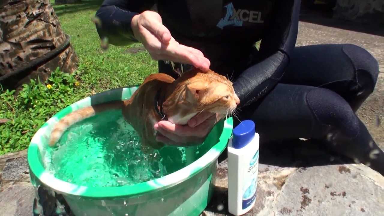 Neo - the Cat who Swims in the Sea - YouTube