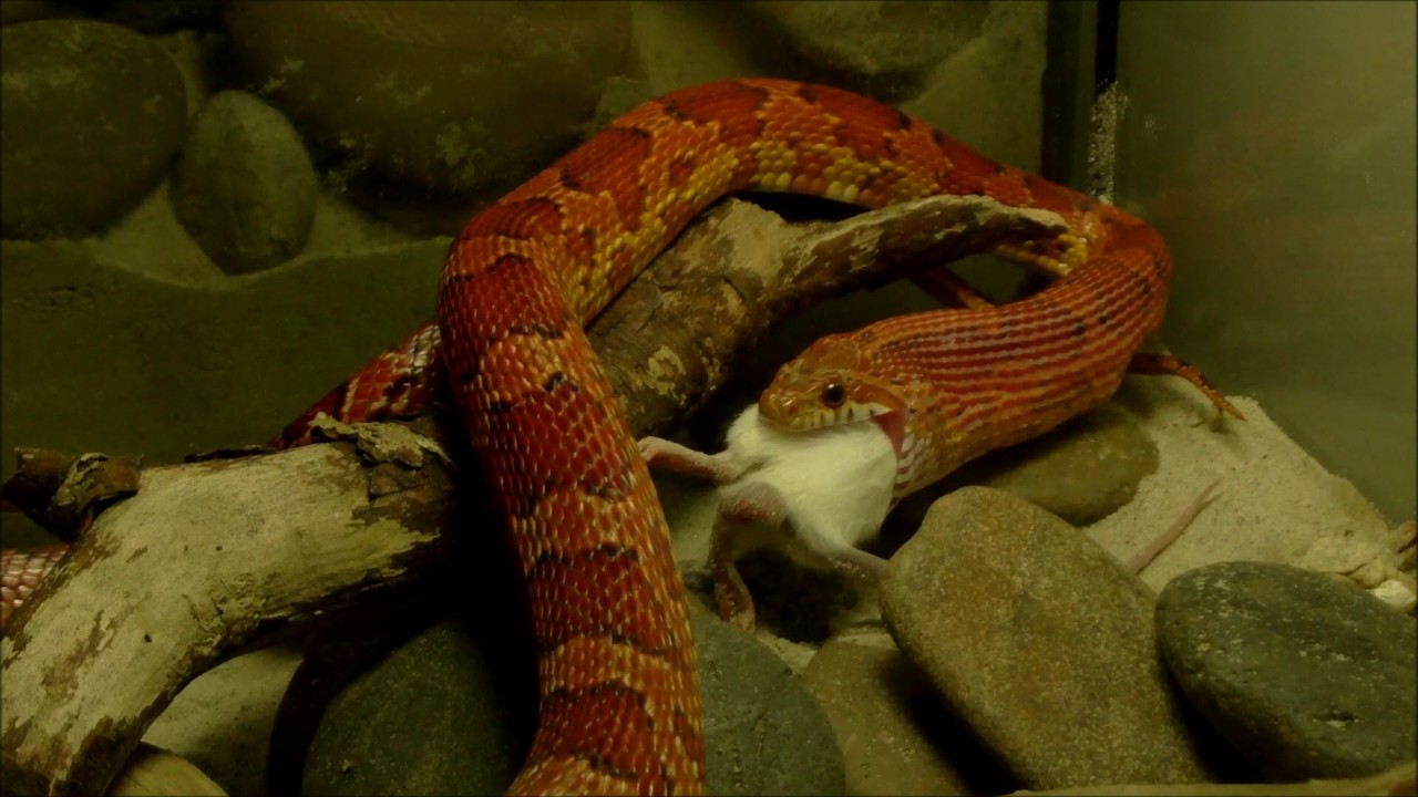 Rode rattenslang - YouTube