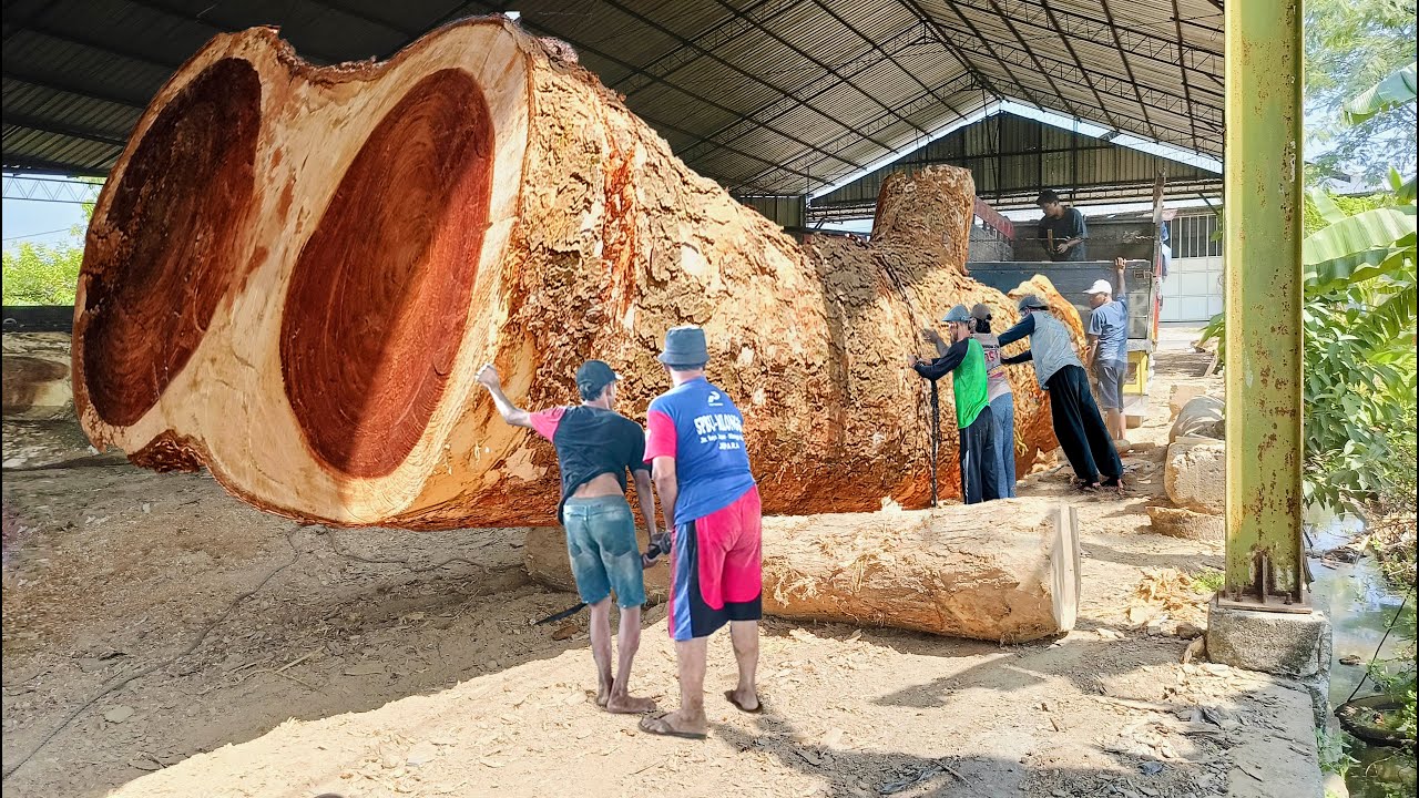 Belah kayu trembesi besar yang bertaruh dengan nyawa !Sawmill ~kiswa ...