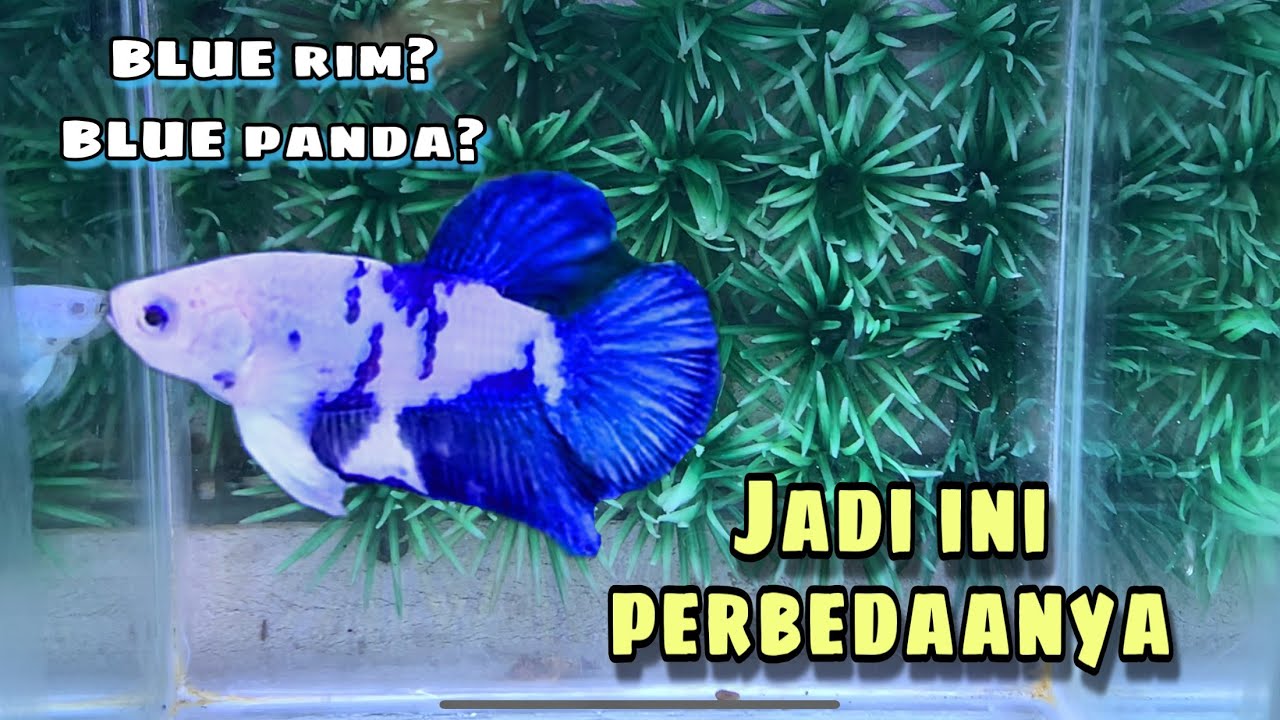 PERBEDAAN IKAN CUPANG BLUE RIM DENGAN BLUE PANDA - YouTube