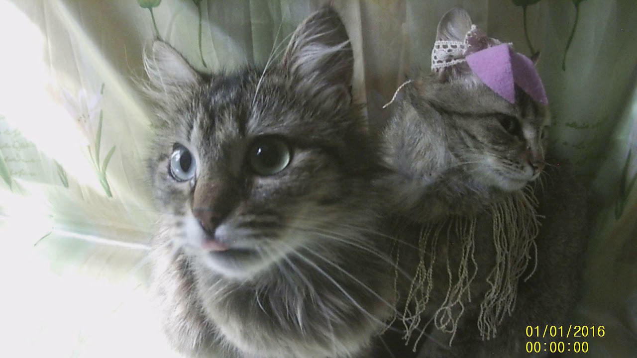 Cat on presentation - YouTube