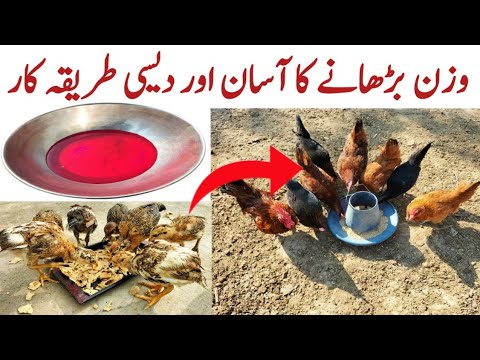 07 Easy Ways to increase the Body Weight of Chickens | Poultry Growth ...