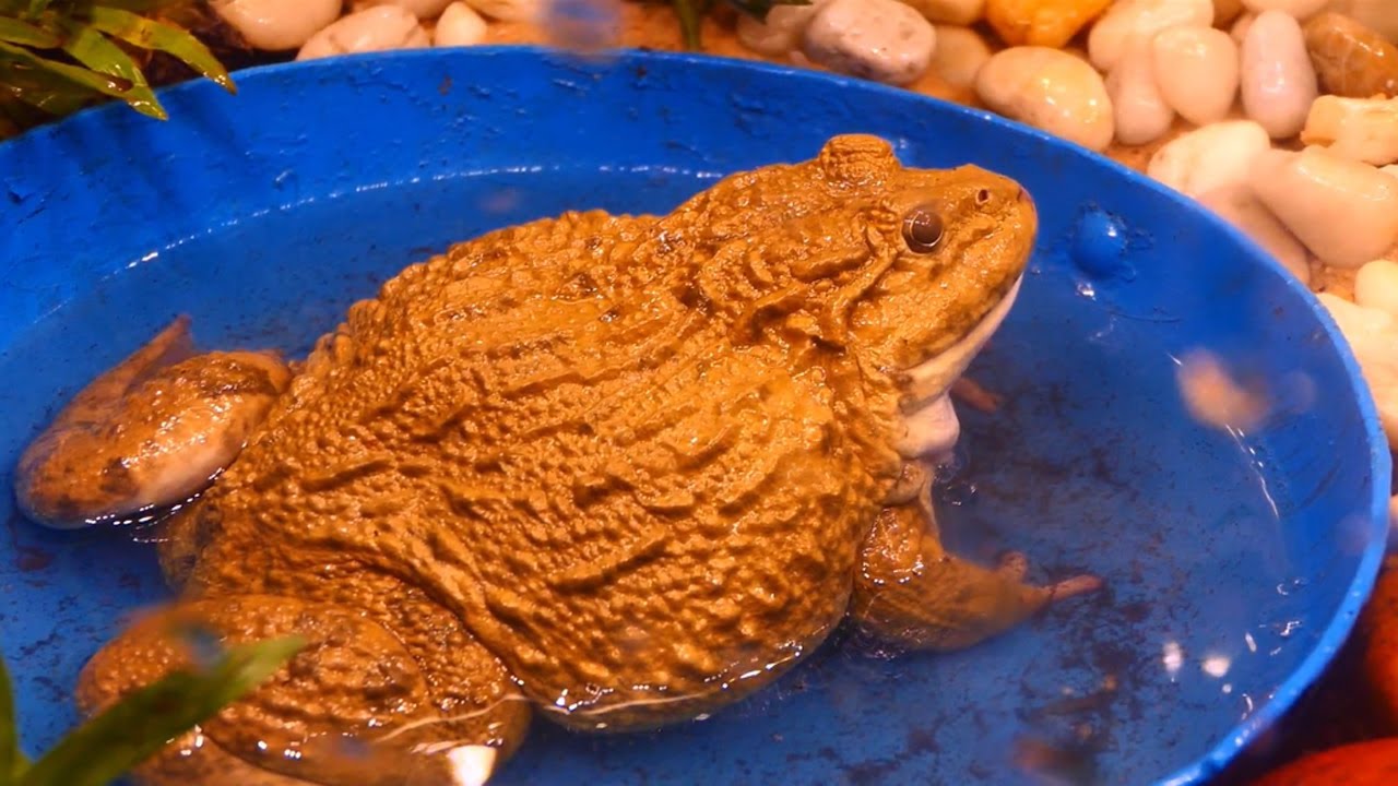 Three bullfrogs eating goldfish - カエルvs金魚 EP02 - YouTube