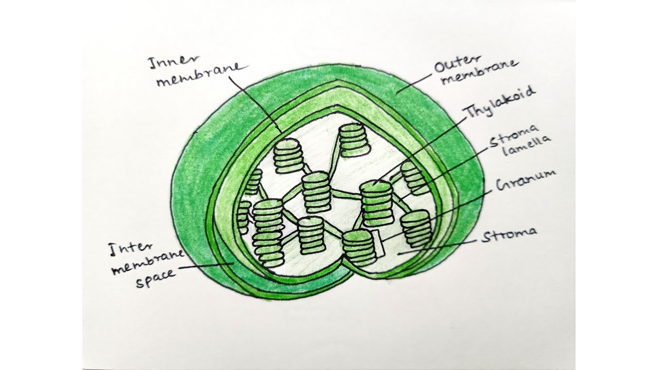 How to draw chloroplast easily/ step by step drawing for beginners ...