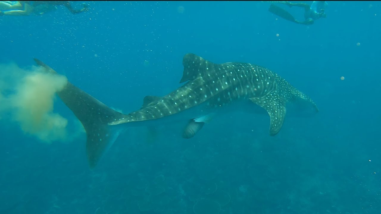 Whale Shark Colon Expulsion - YouTube