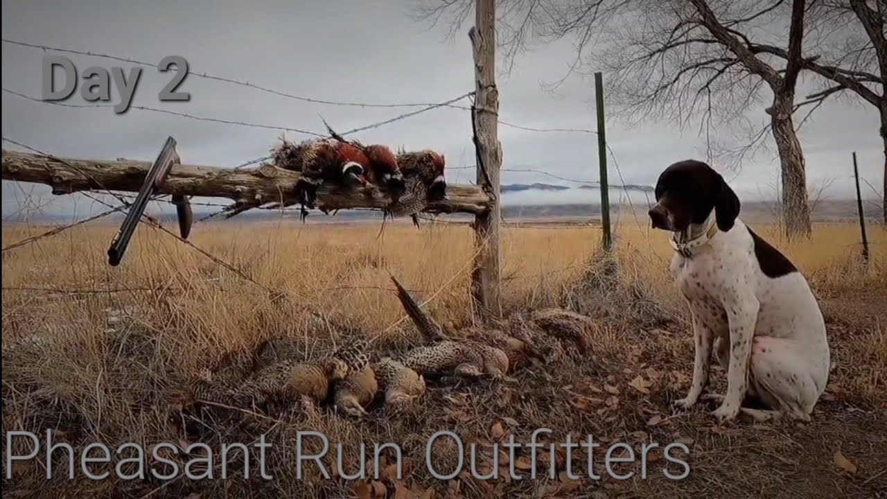 Pheasant hunt - Utah 2022 @ Pheasant Run Outfitters (Day 2) - YouTube