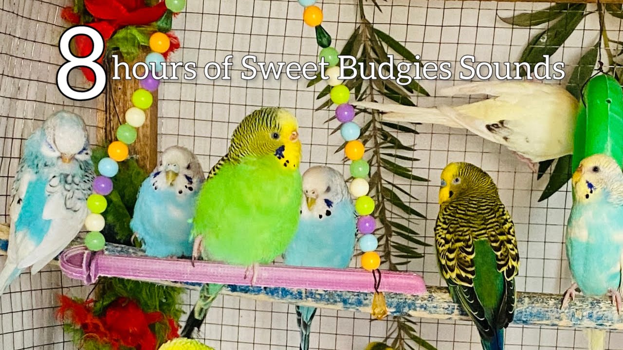 "Budgies Morning Whistling & Chirping to Cheer Up Lonely Birds | 8 ...