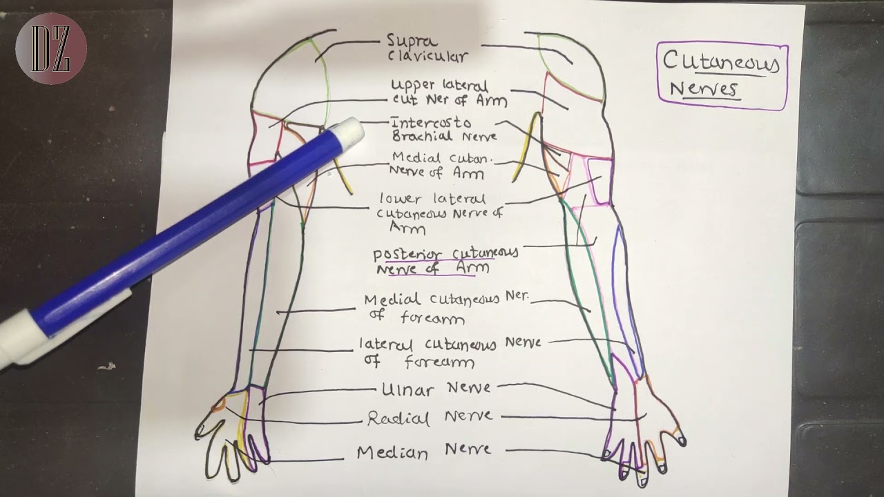 Cutaneous supply and Dermatomes of Upper Limb | Dr. Ali | Doctor Z ...