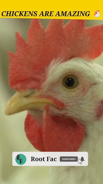 AMAZING FACT ABOUT CHICKEN|| ROOT FACT|| #shorts #facts #fact #ytshorts #viral - YouTube
