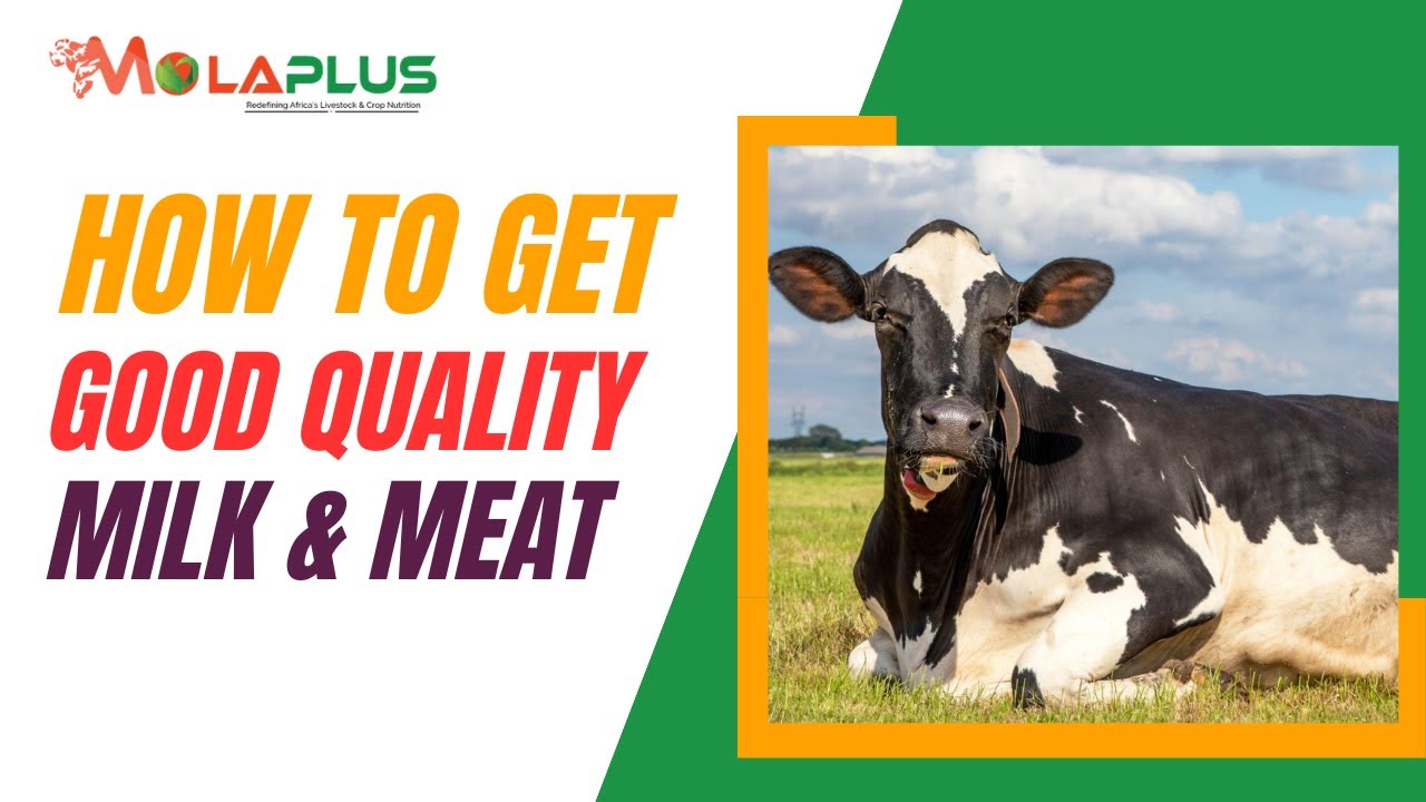 What Raw Materials Do You Need In order to PRODUCE Good Quality Milk ...