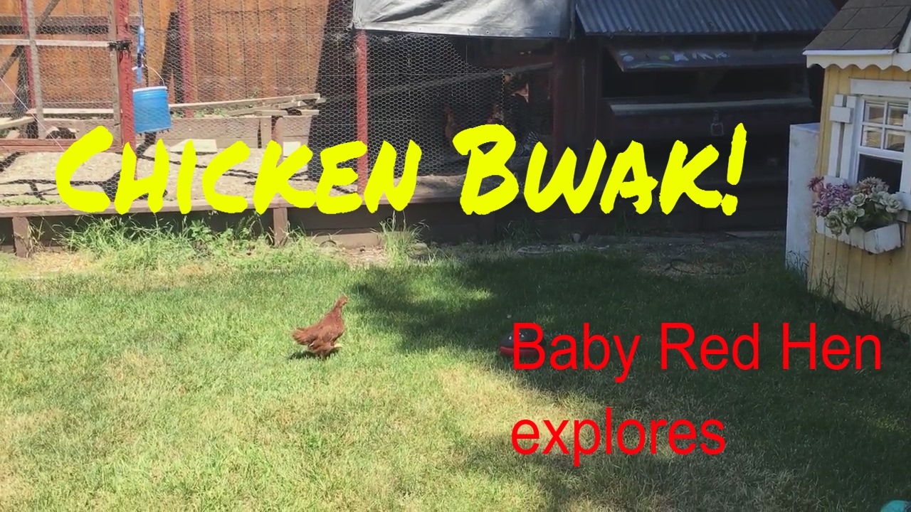 12 week old chicken explores backyard and meets older hens - YouTube