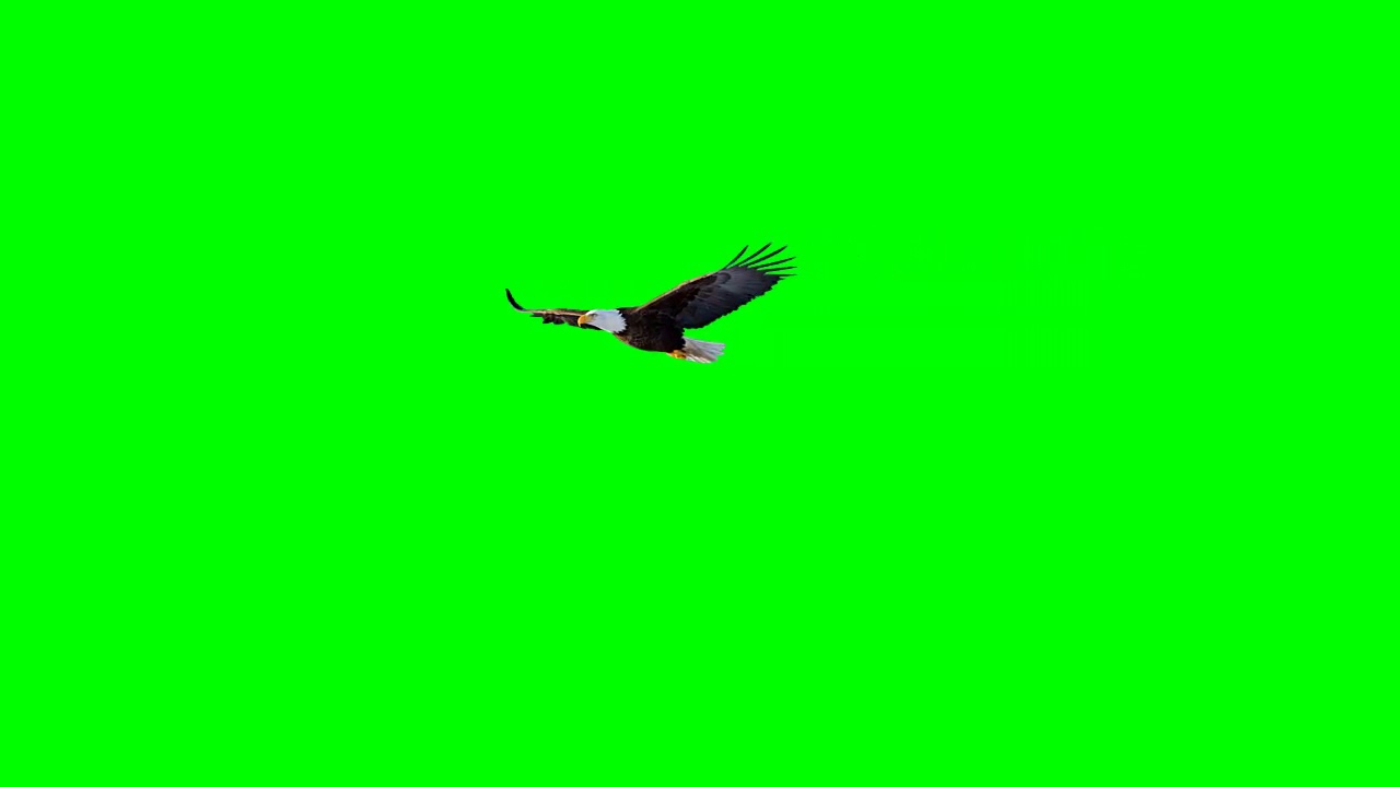 GREEN SCREEN EAGLE FLYING - YouTube