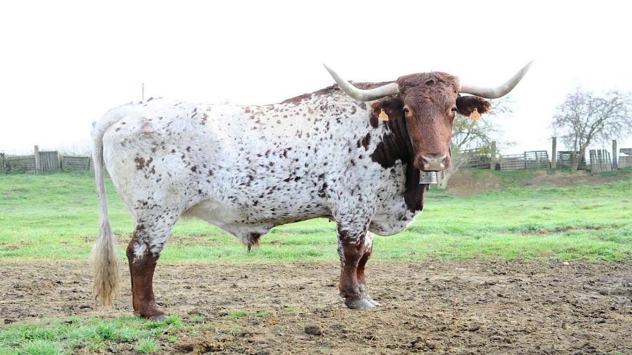 La Parada De Cabestros - YouTube