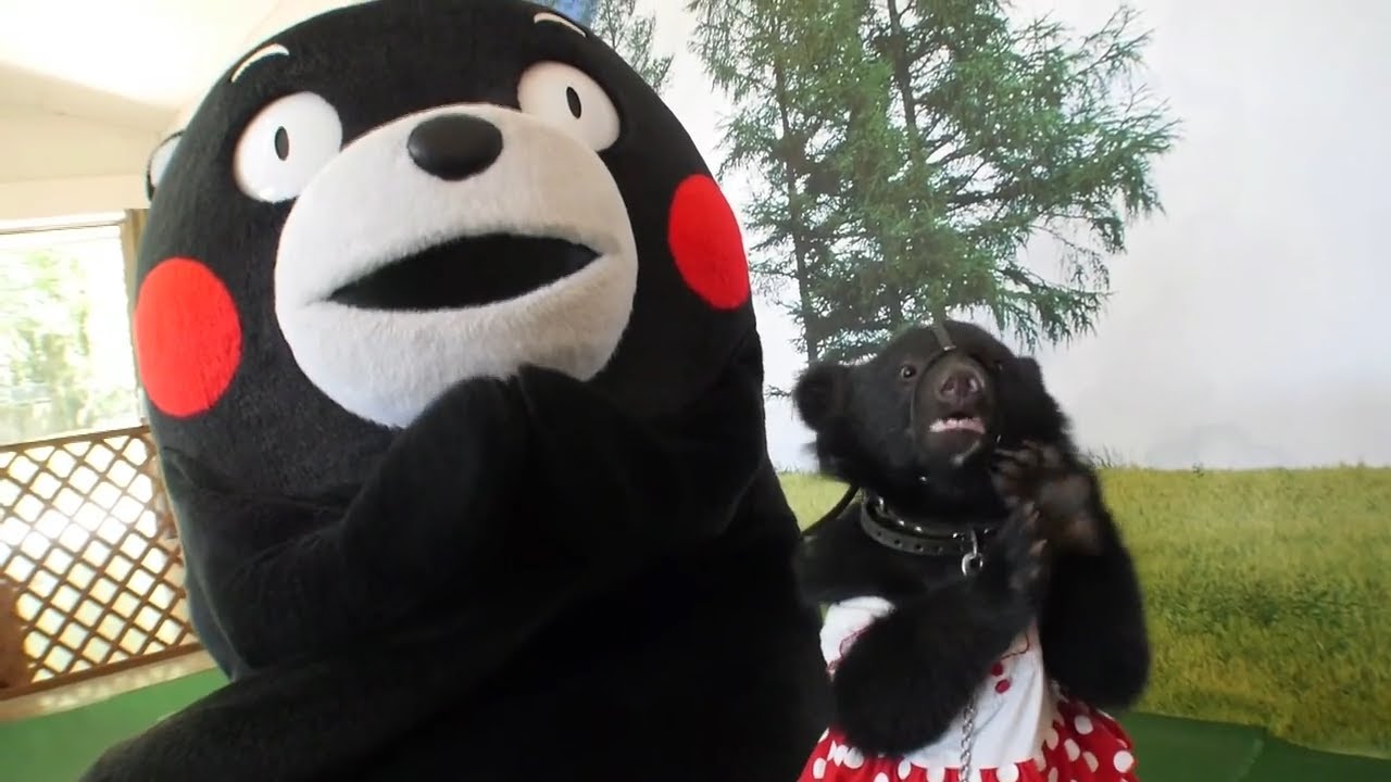 【For YouTube #Shorts】Kumamon Happy Surprise #18 My Little Friend Bear ...