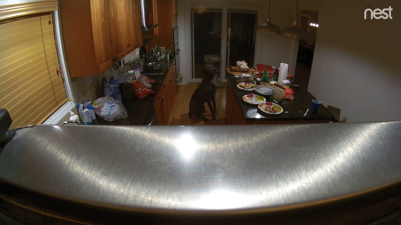 Dog steals turkey. - YouTube