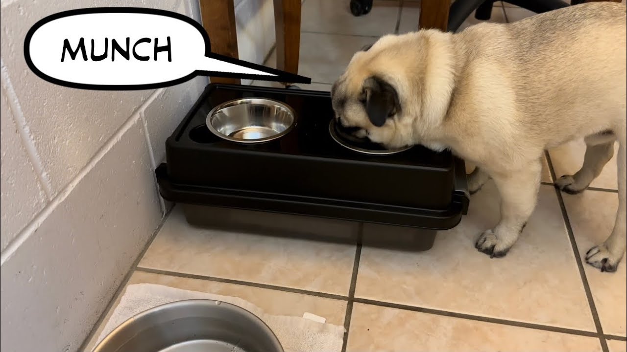 Feeding 3 Pugs on the road - YouTube