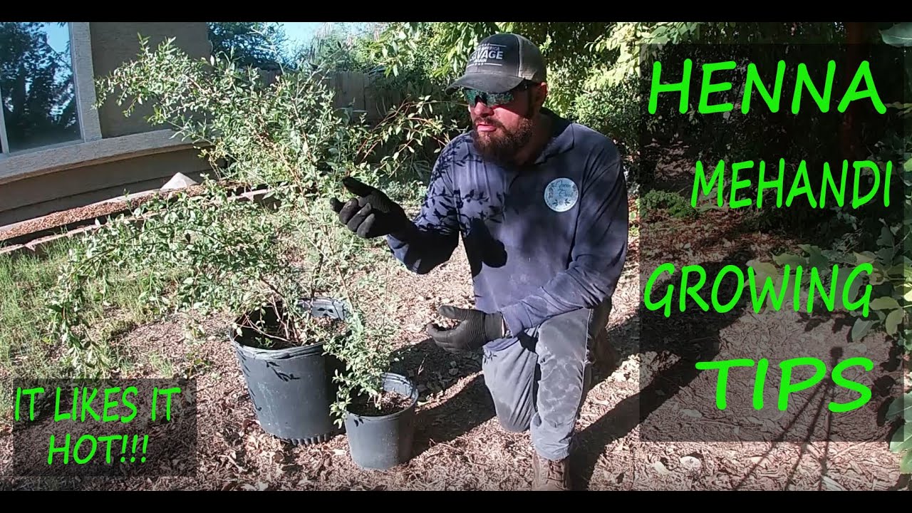 Everything You Need To Know About Growing Henna plant | Mehandi ...