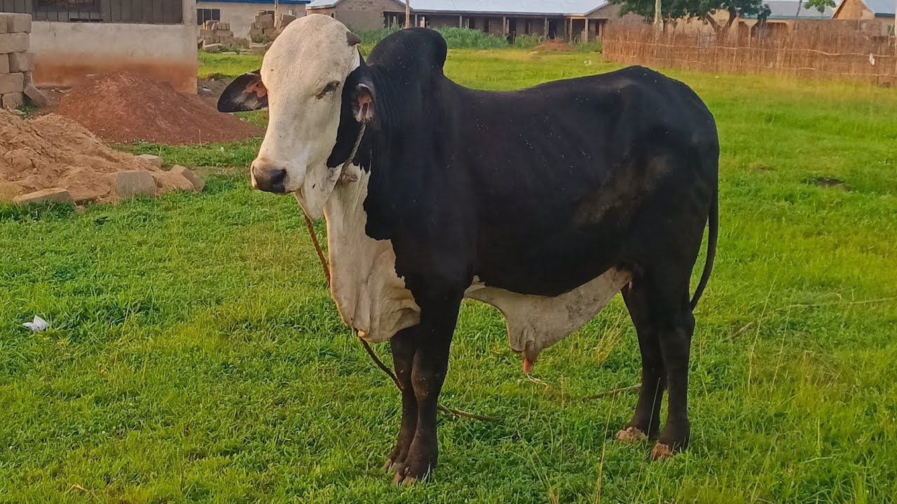 💯 Sokoto Gudali and Chiwali bulls available for sale | Evergreen farms ...