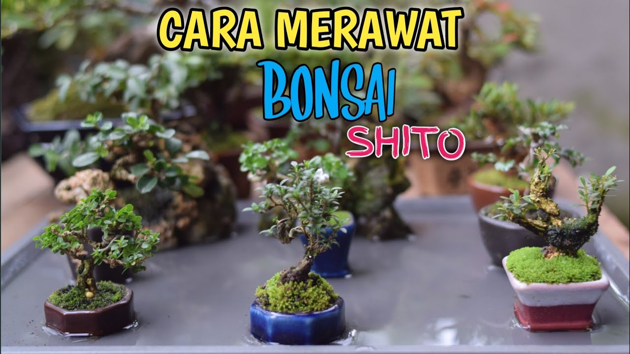 SANGAT MUDAH‼️CARA MERAWAT BONSAI SHITO - YouTube